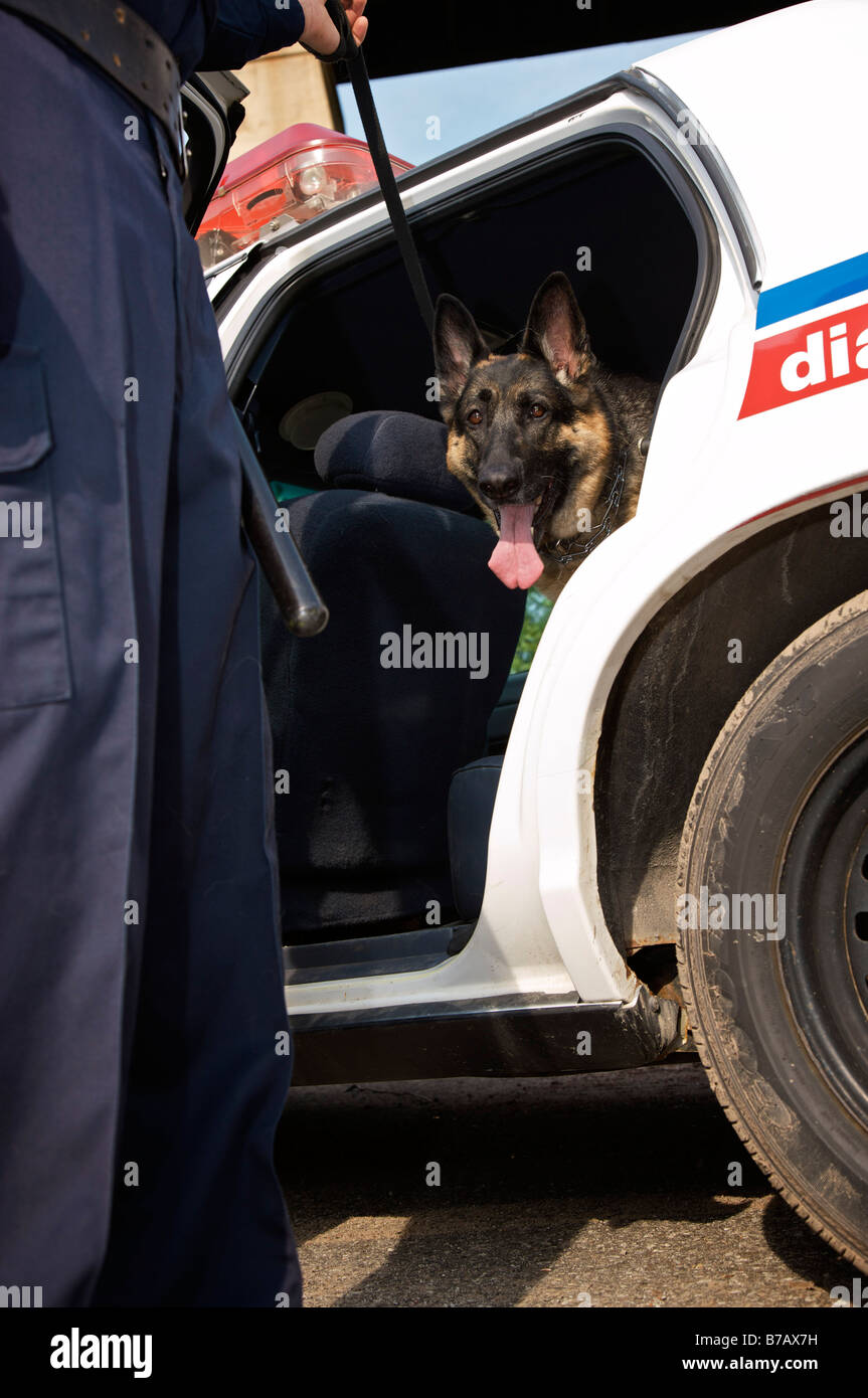 Police Dog With Officer Stock Photo - Alamy
