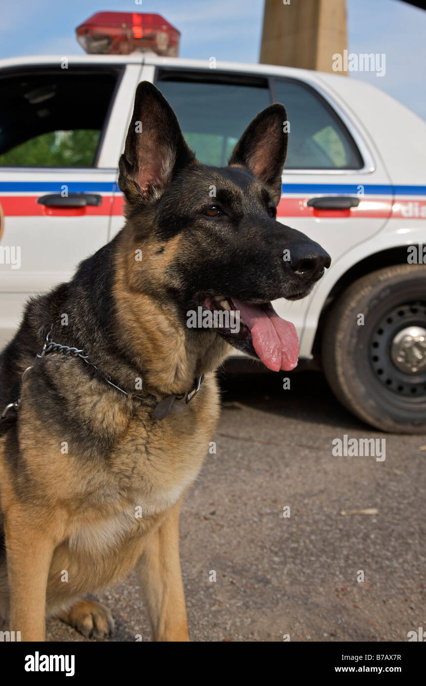Portrait of Police Dog Stock Photo - Alamy