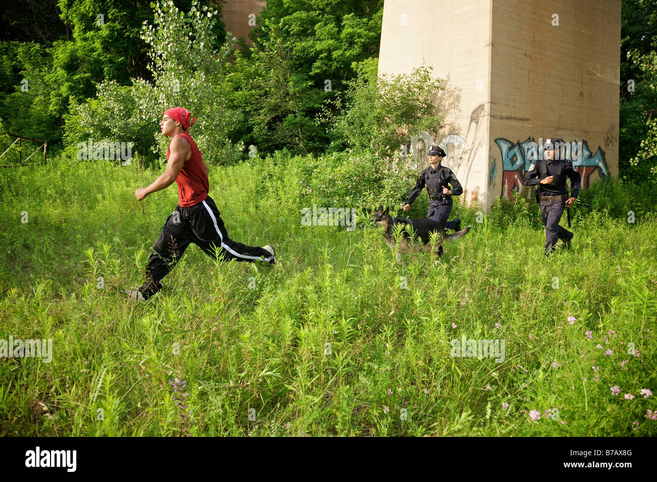 Police Officers and Police Dog Chasing Suspect Through Field Stock ...