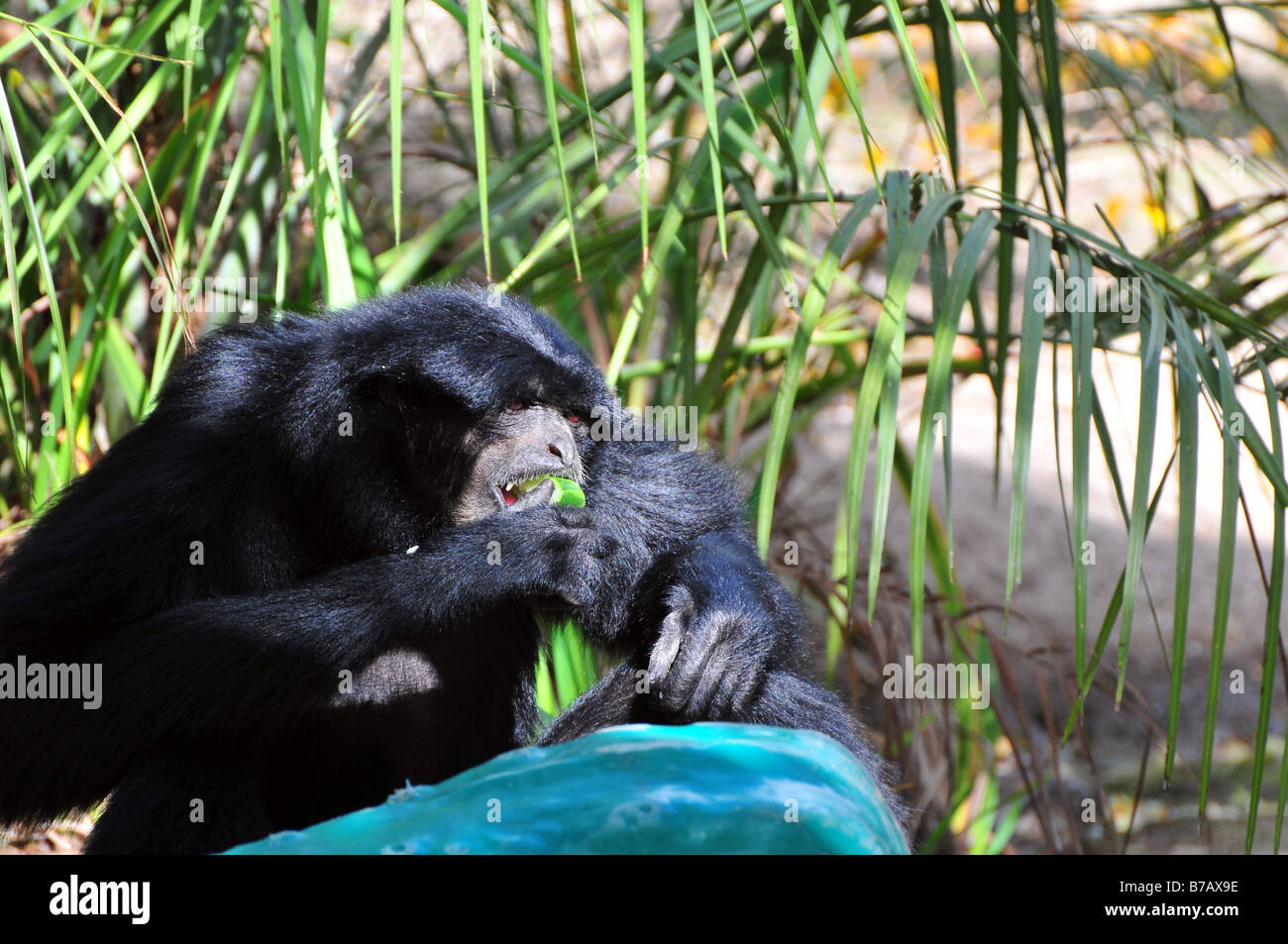 An expressive ape munches on an apple Stock Photo - Alamy