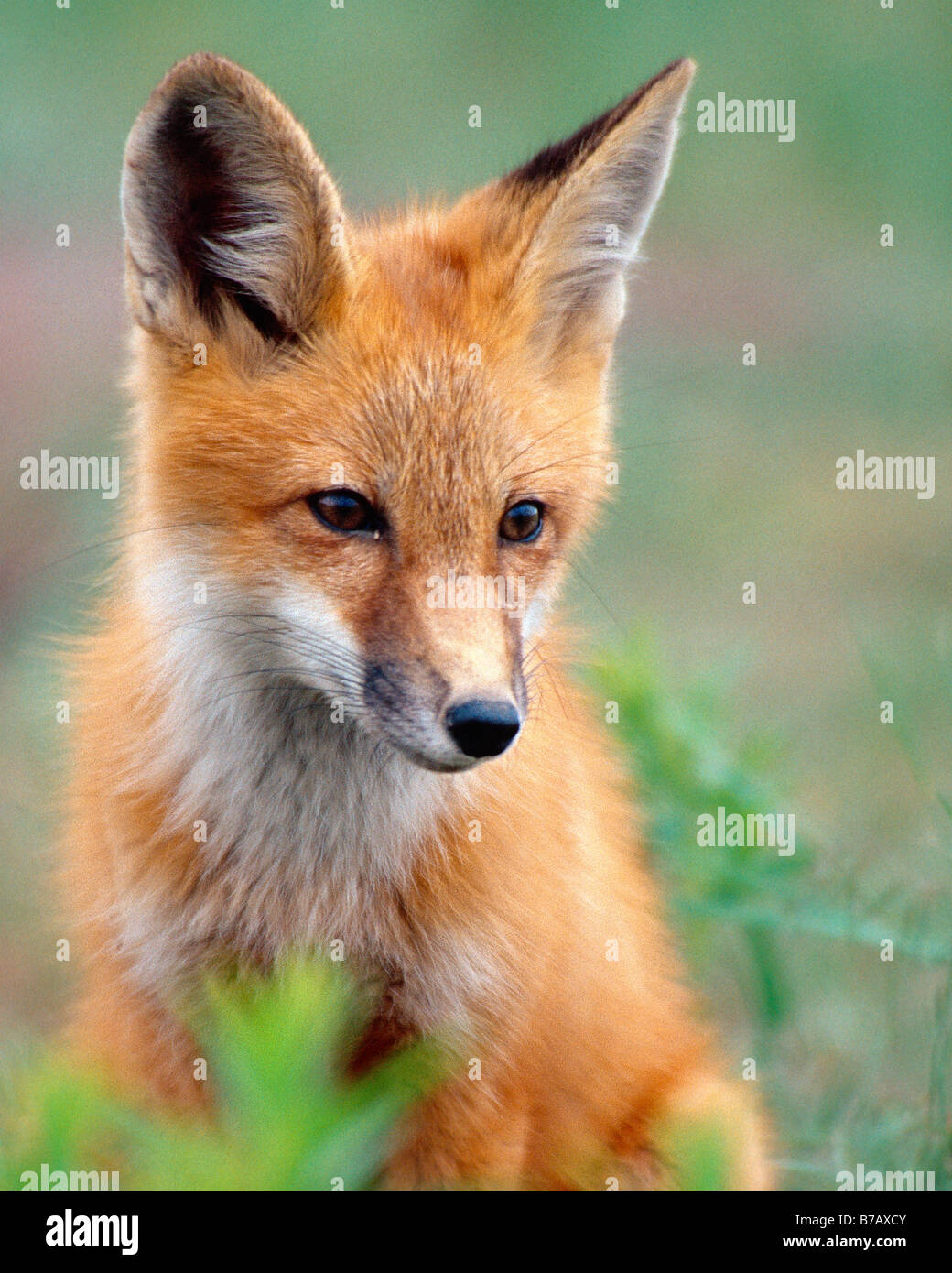 Red fox in Missoula, Montana Stock Photo - Alamy