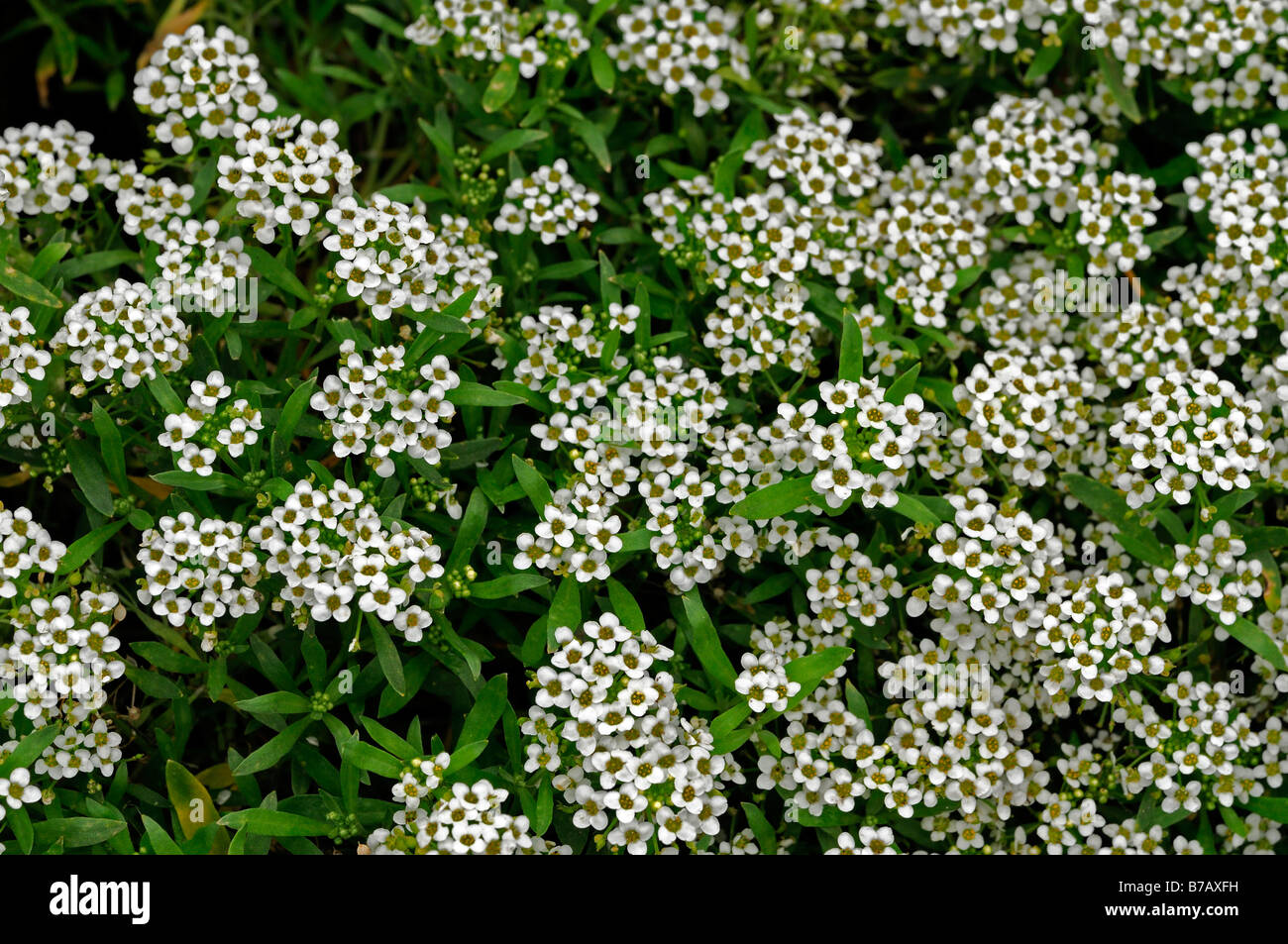 Lobularia maritima Carpet of Snow syn Alyssum cultivar wonderland white ...