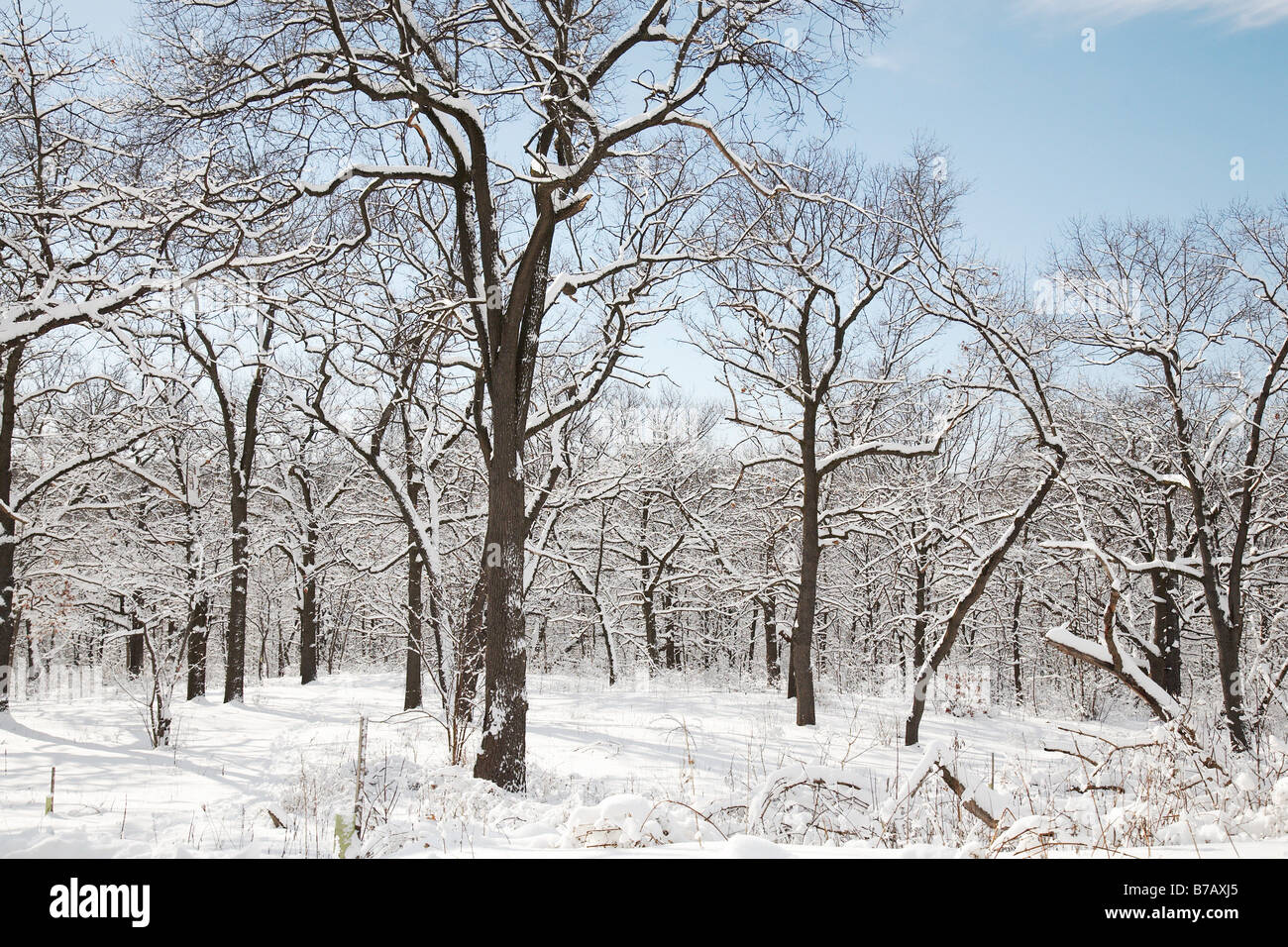Capitol forest hi-res stock photography and images - Alamy