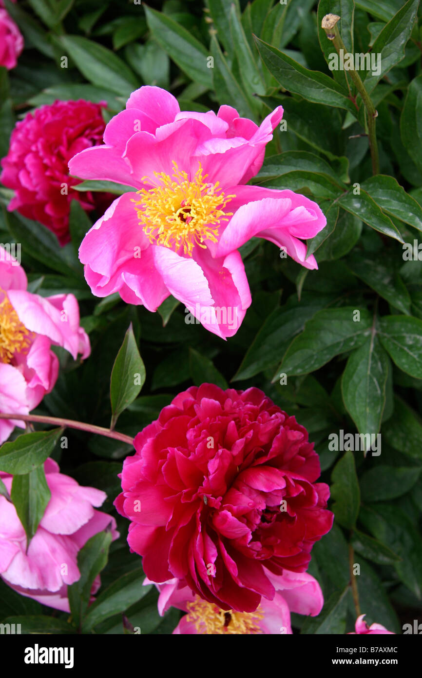 Collection of Peonies Stock Photo - Alamy