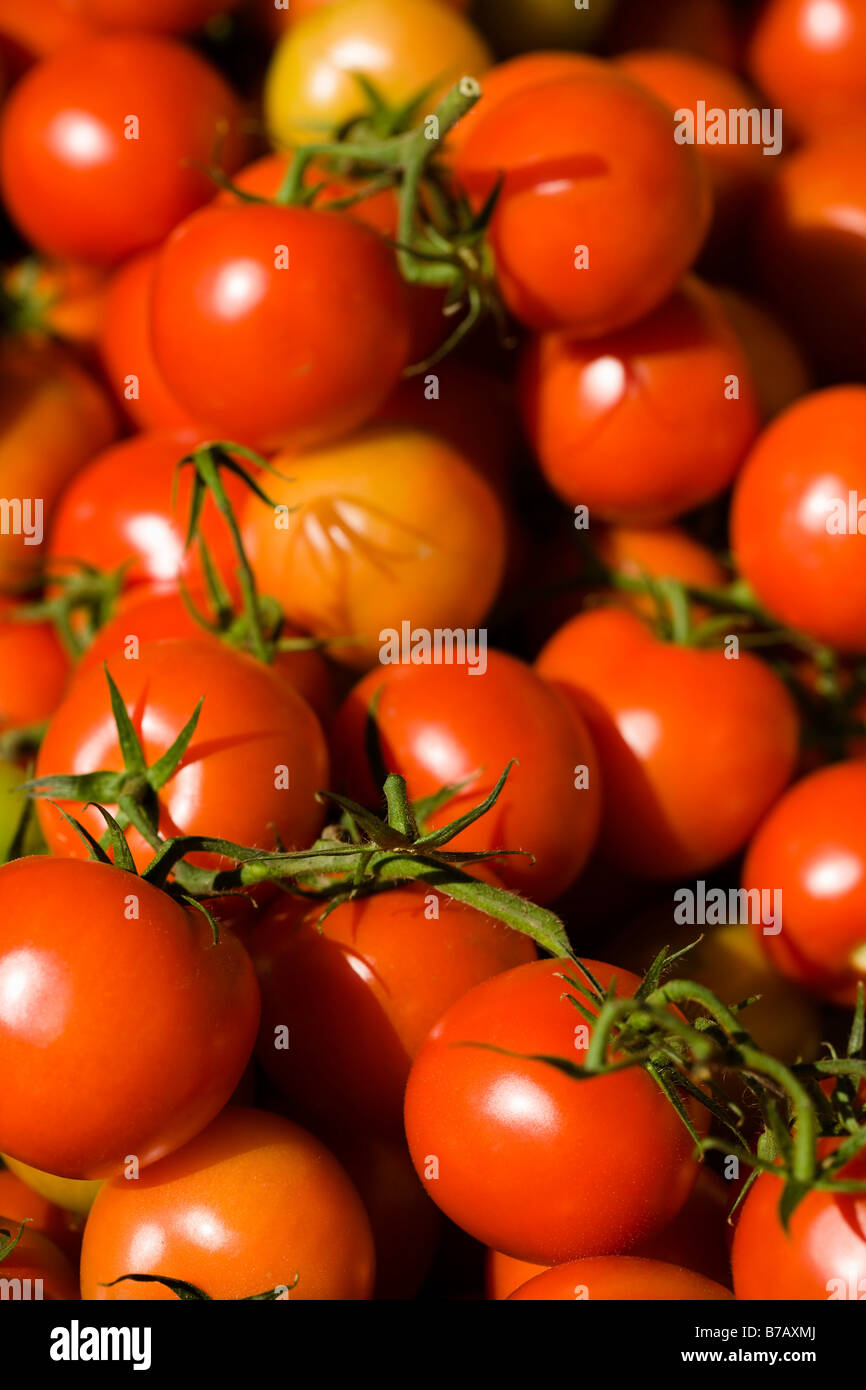 Organic British Vine Tomatoes Stock Photo - Alamy