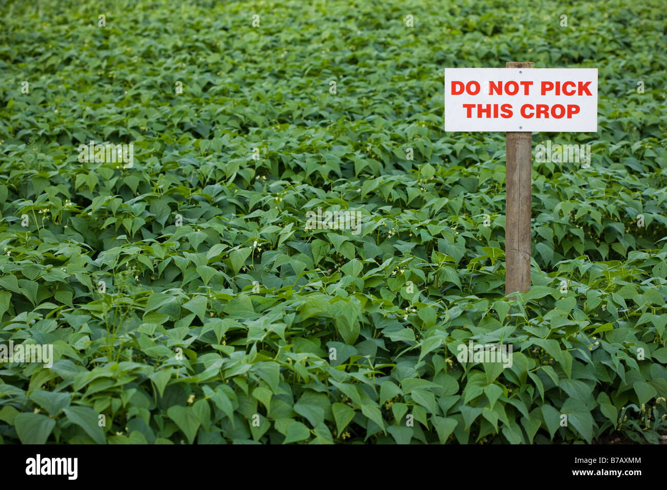 Sign in Crop of Organic French Green Beans, Enfield, London, England ...