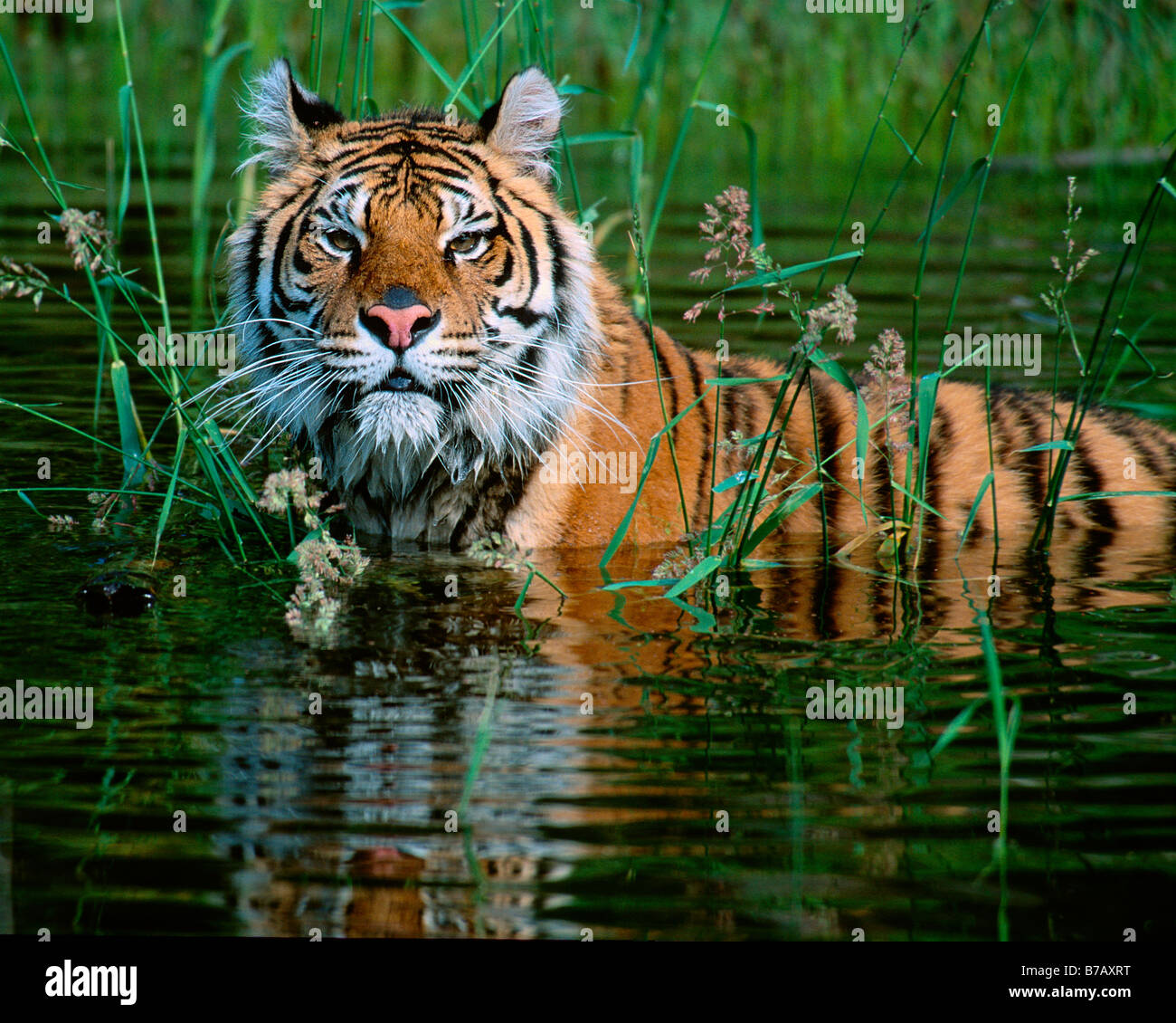 tiger panthera tigris siberian animal wildlife Stock Photo - Alamy