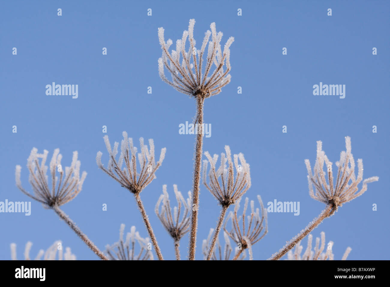 Ice crown hi-res stock photography and images - Alamy