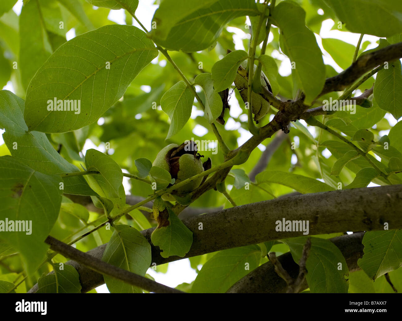 Walnut Tree Fruit Stock Photos & Walnut Tree Fruit Stock Images - Alamy