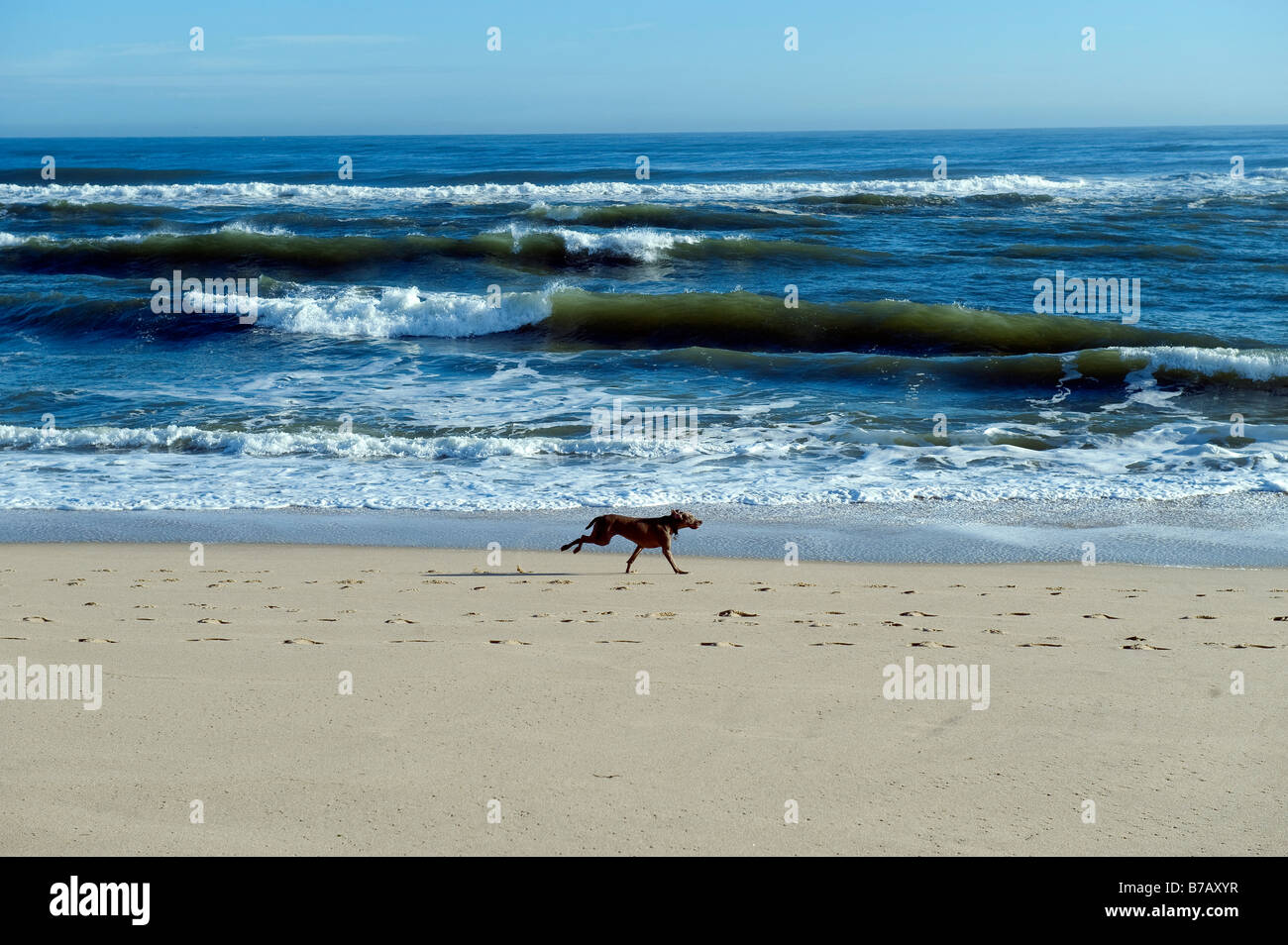 Dog running on a beach Stock Photo - Alamy
