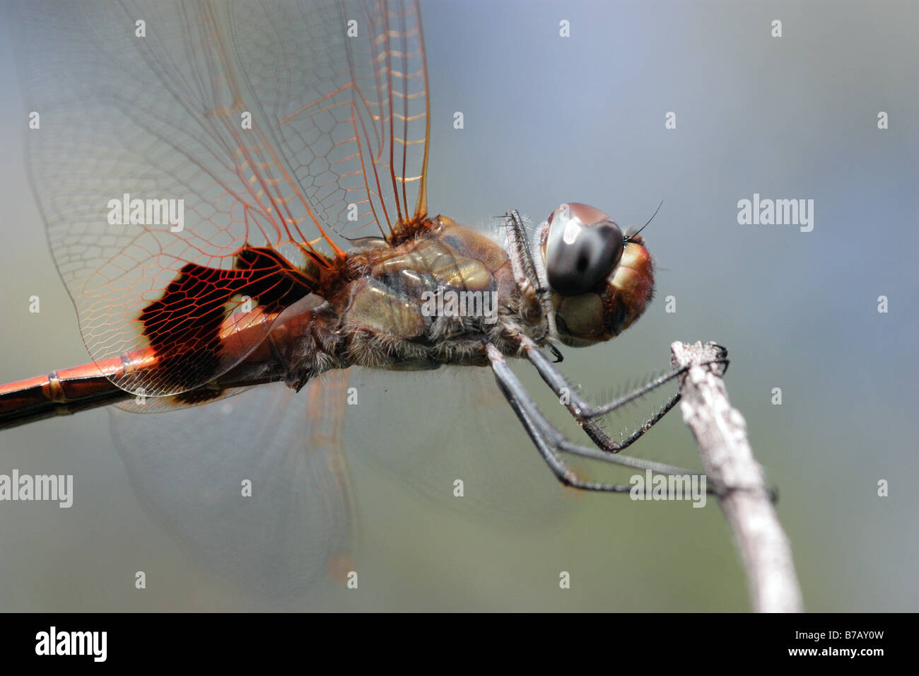 Dragonfly underneath hi-res stock photography and images - Alamy