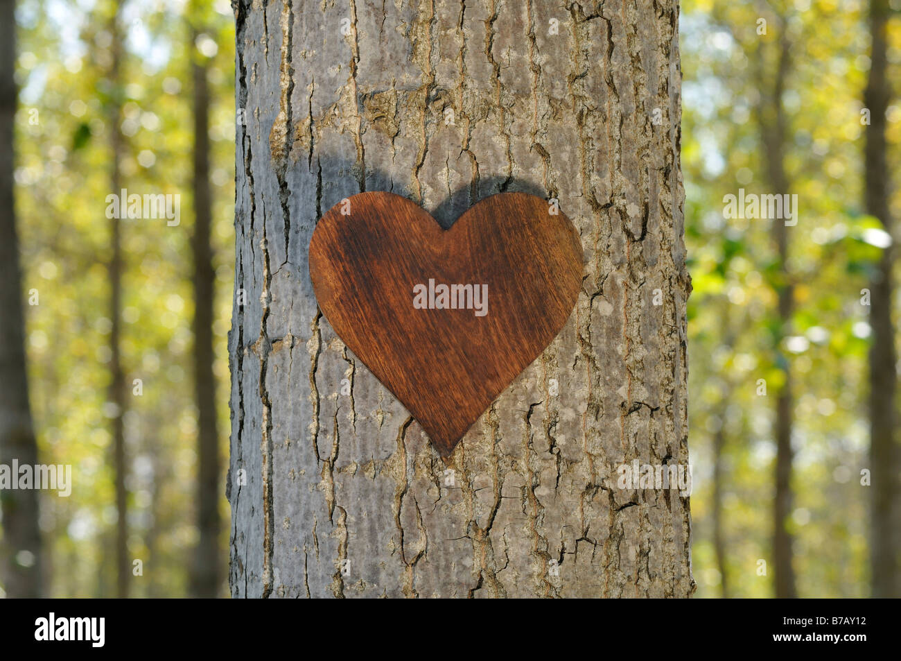 Regeneration regrowth concept hi-res stock photography and images - Alamy