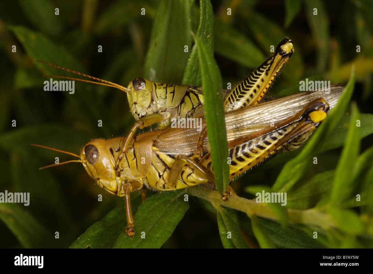 Locust pair hi-res stock photography and images - Alamy