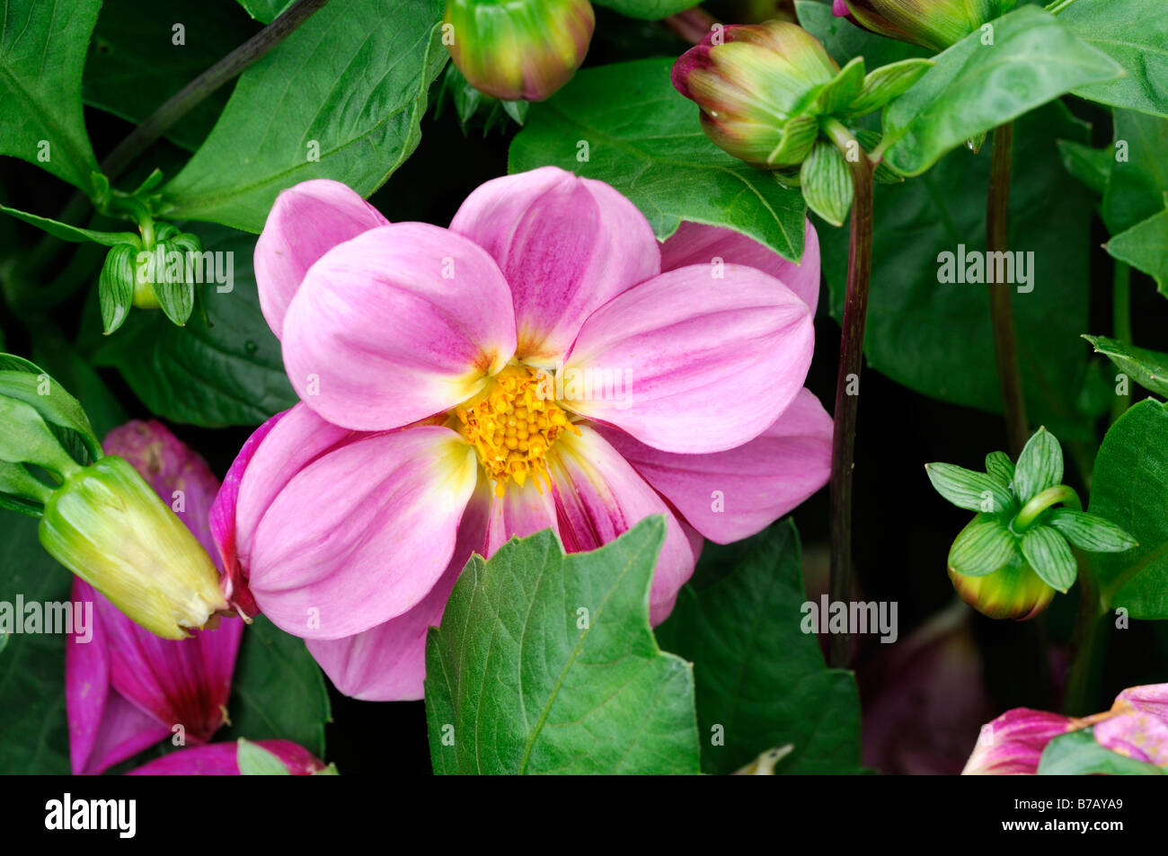 dahlia minstrel mixed cultivar bedding plant flower bloom annual white ...