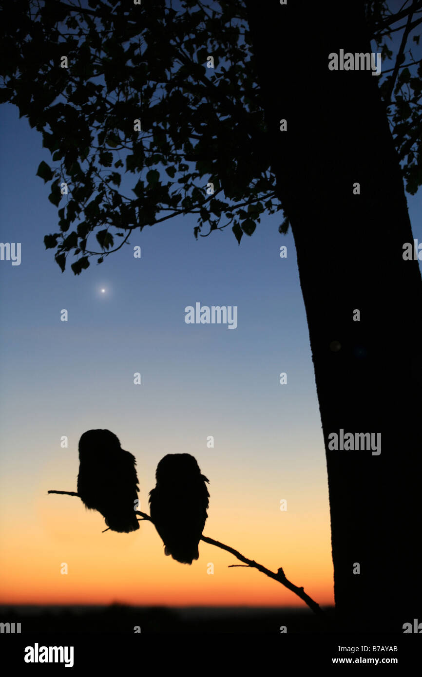 Owl couple ready to fly at dusk Stock Photo - Alamy