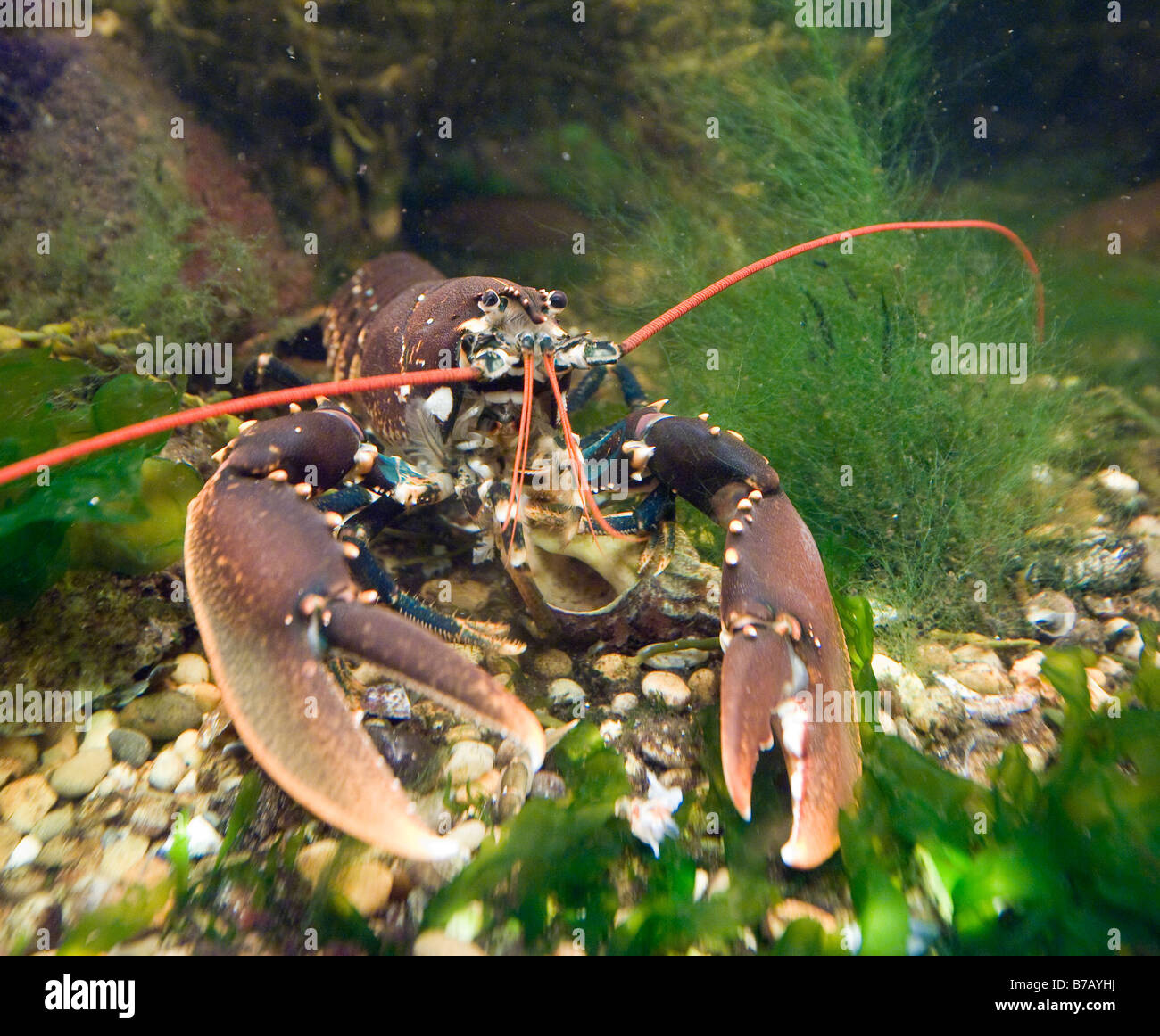 European lobster (HOMARUS GAMMARUS) underwater, Sweden Stock Photo - Alamy