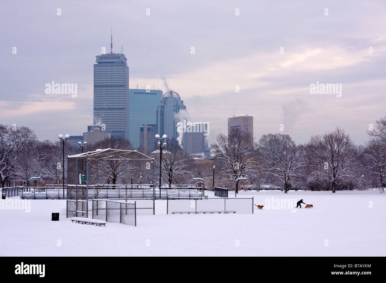 Person playing with two dogs in the snow at Roberto Clemente Field with ...