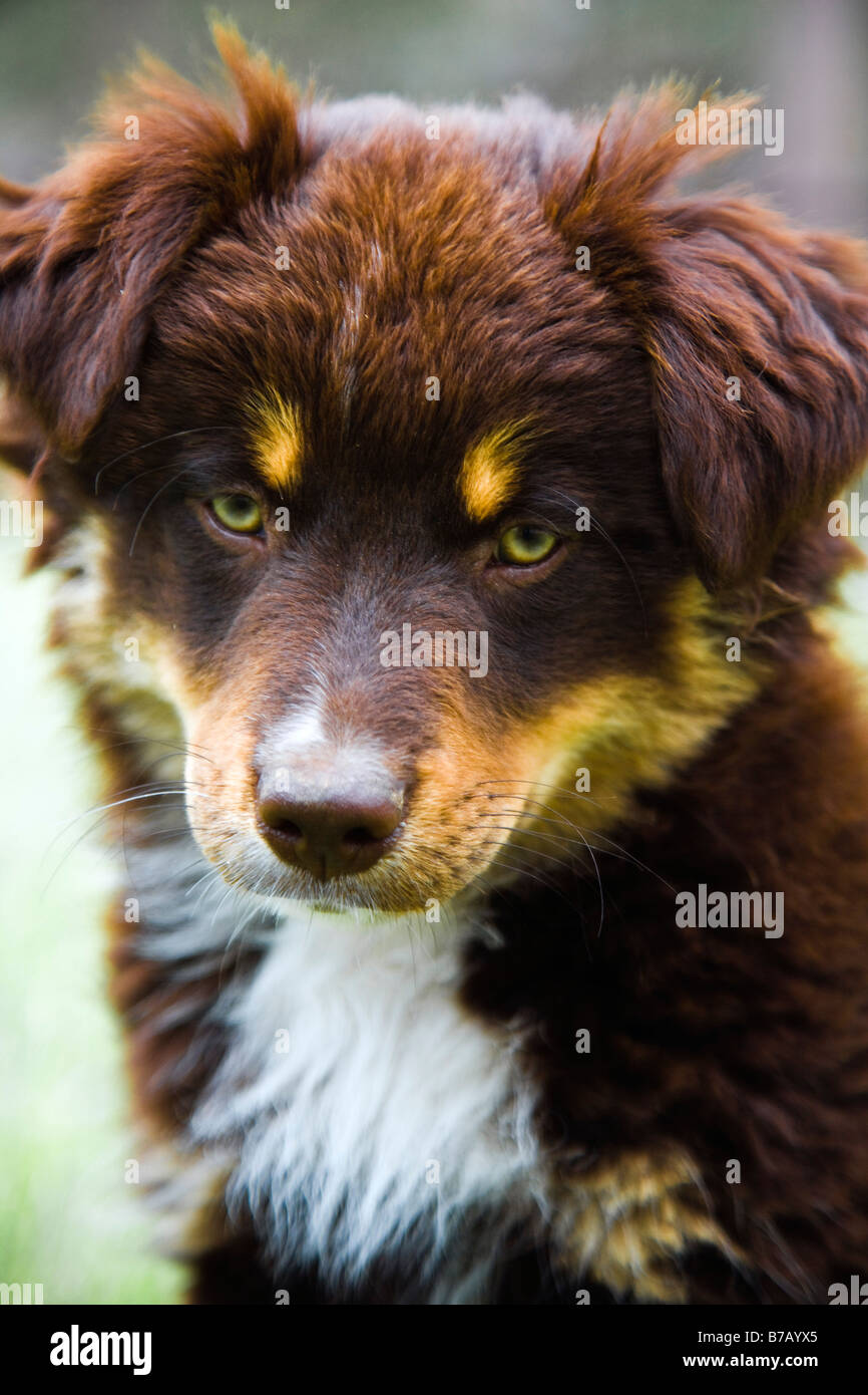 Portrait of Dog Stock Photo - Alamy