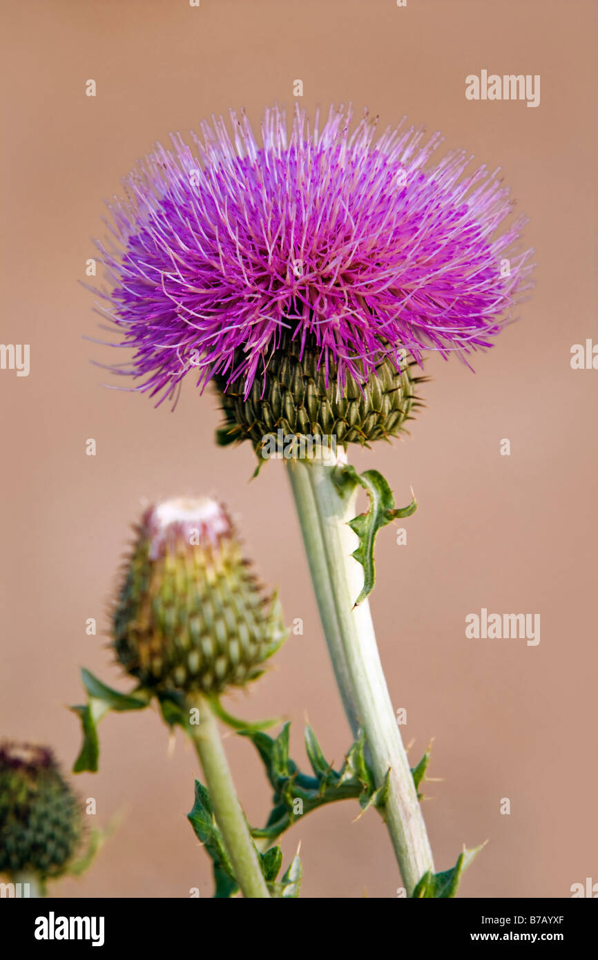 Close up of Thistle Stock Photo - Alamy