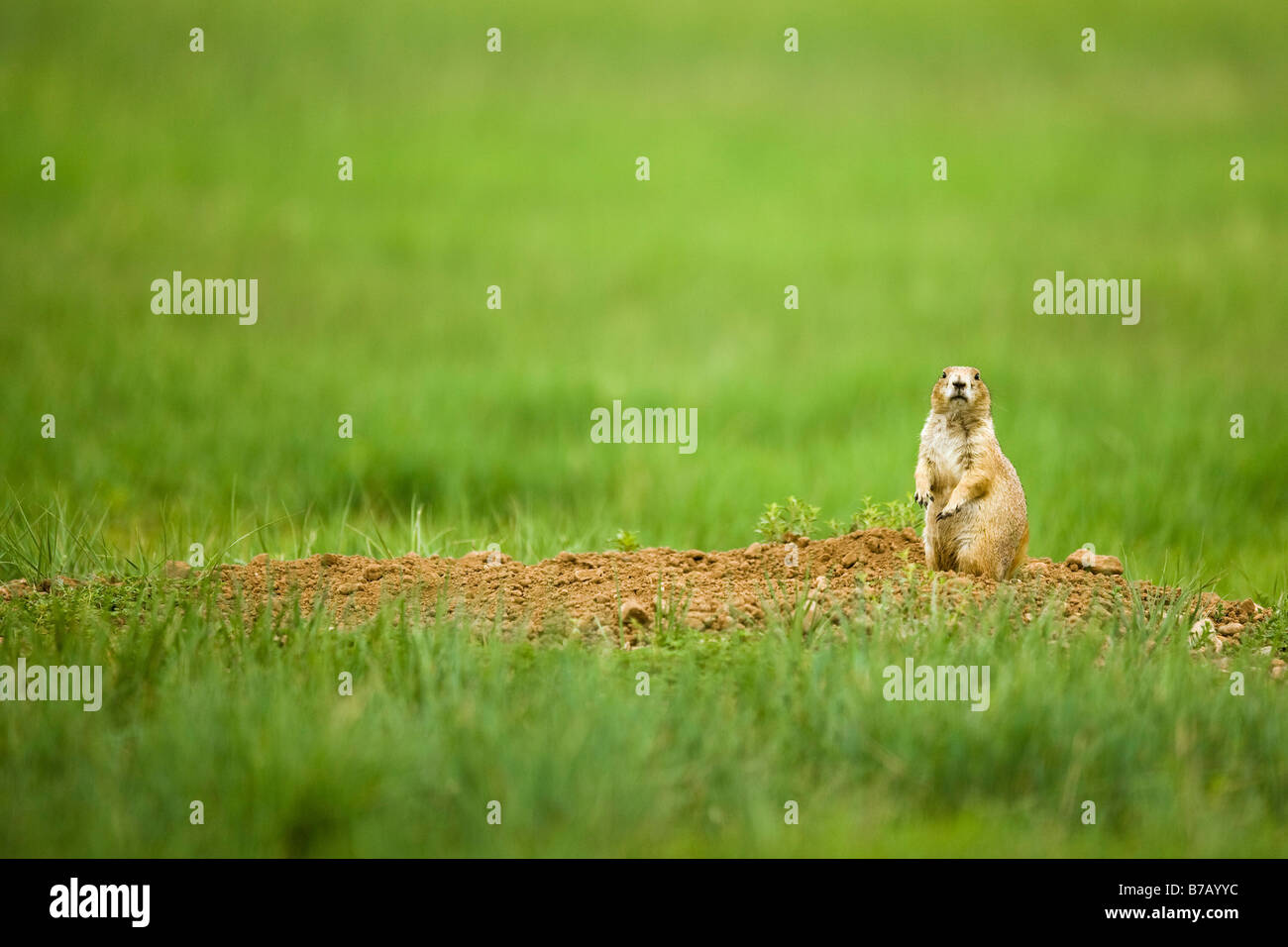 Arizona prairie dog hi-res stock photography and images - Alamy