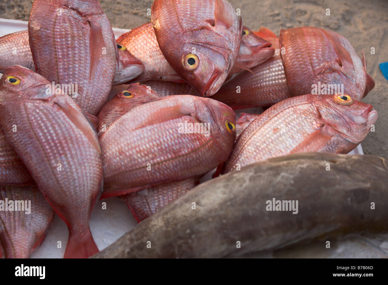 Piles of fish dot the beach at this beachside fish market in Dakar ...