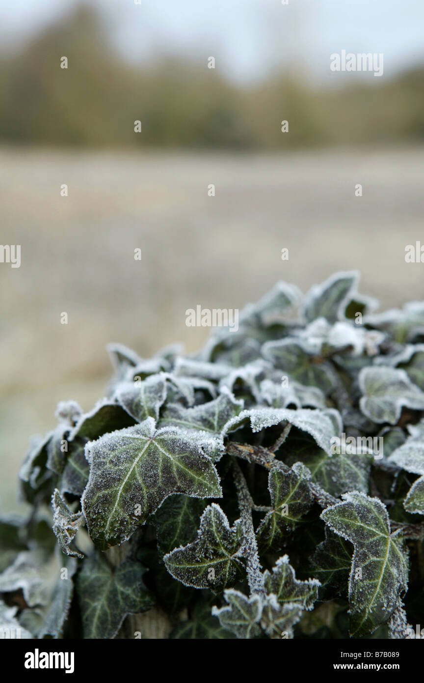 Ivy in frost hi-res stock photography and images - Alamy