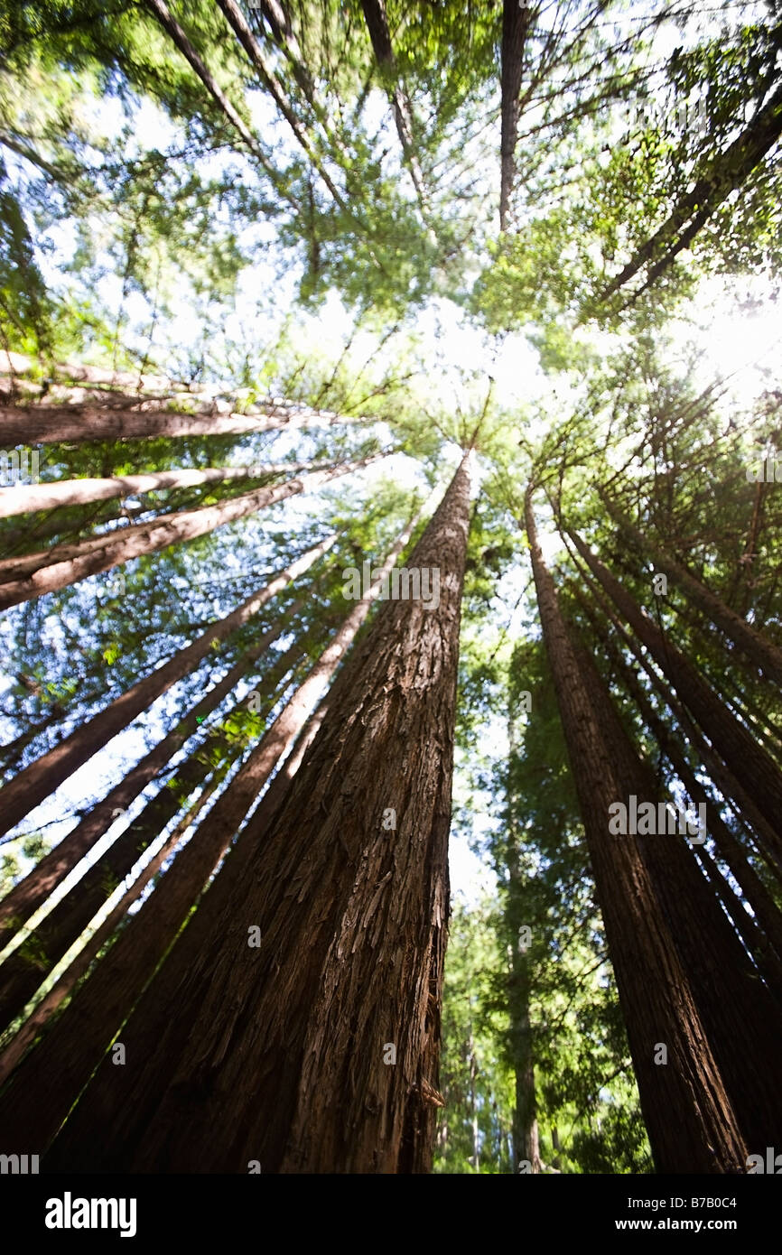 Looking Up at Coast Redwood Trees Santa Cruz, California, USA Stock ...