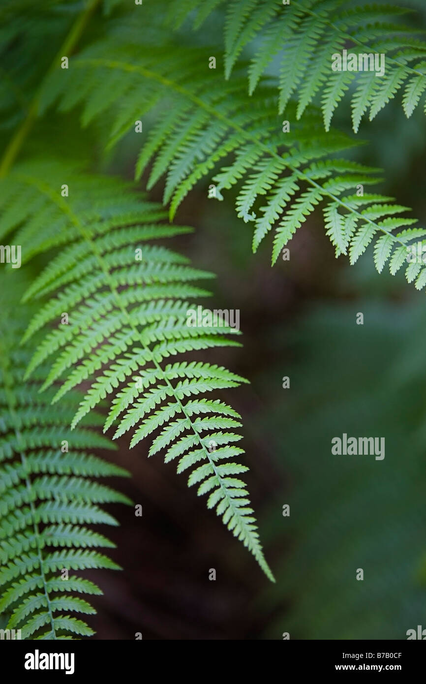 Air fern images hi-res stock photography and images - Alamy