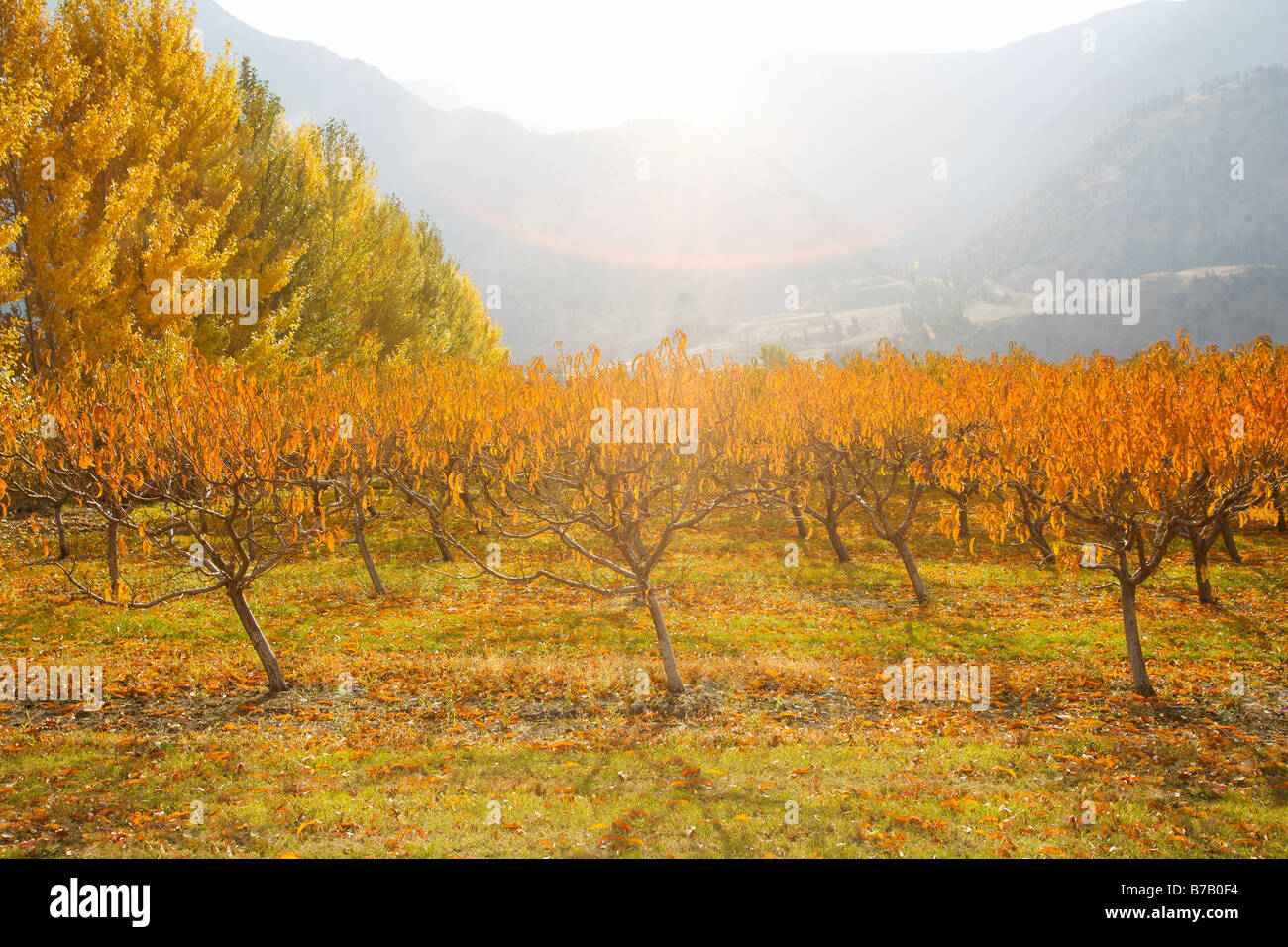 Ron tree hi-res stock photography and images - Alamy