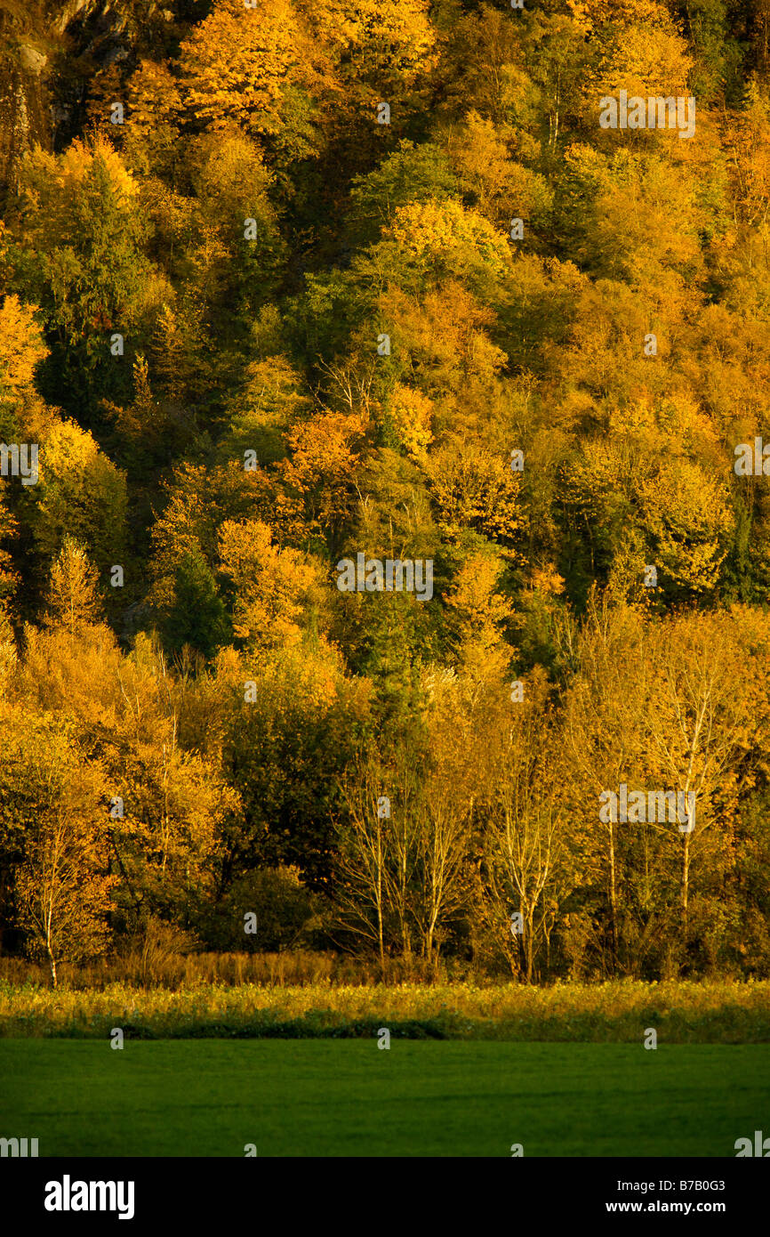 Mixed canadian forest hi-res stock photography and images - Alamy