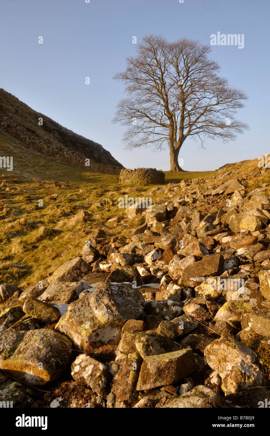 Sycamore tree by Hadrian's wall, Steel Rigg Northumberland, England ...