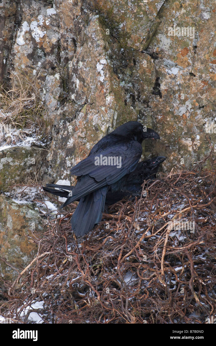 Raven corvus corax male feeding female on nest while she is sitting on ...