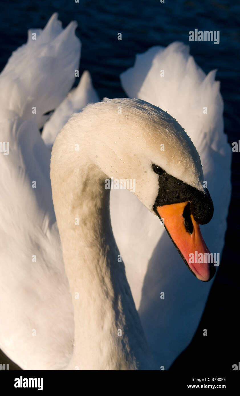 White Swan in a pond Stock Photo - Alamy