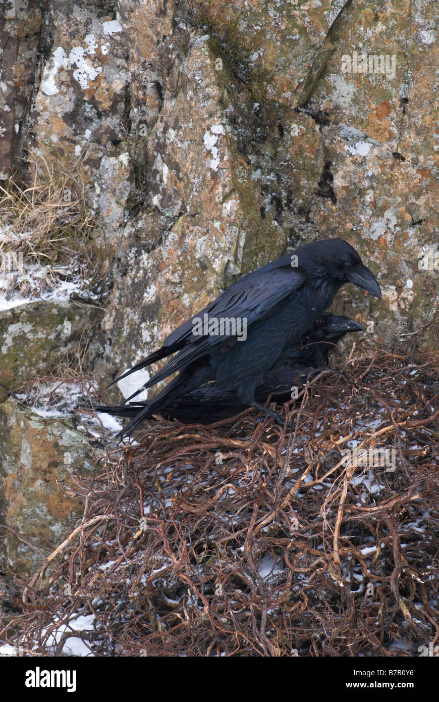 Raven nest cliff hi-res stock photography and images - Alamy