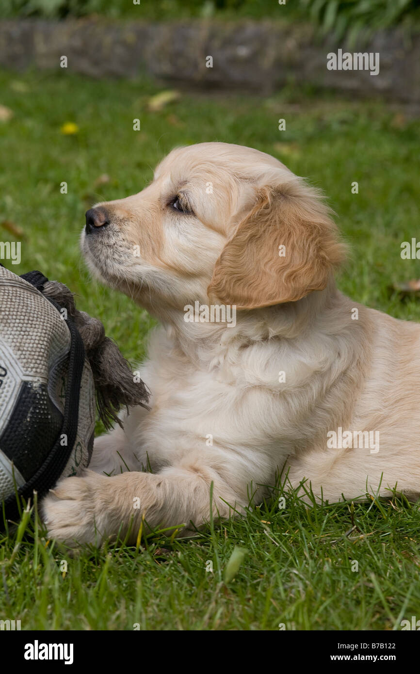 Golden Retriever female puppy 7 weeks old Gwenno Yorkbeach Golden ...
