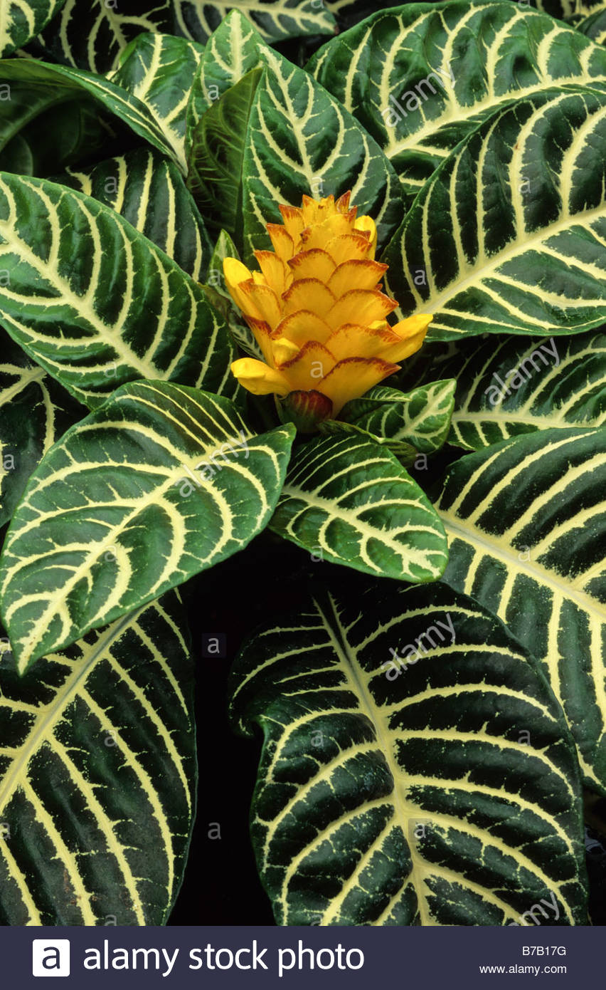 Aphelandra Stock Photos & Aphelandra Stock Images - Alamy