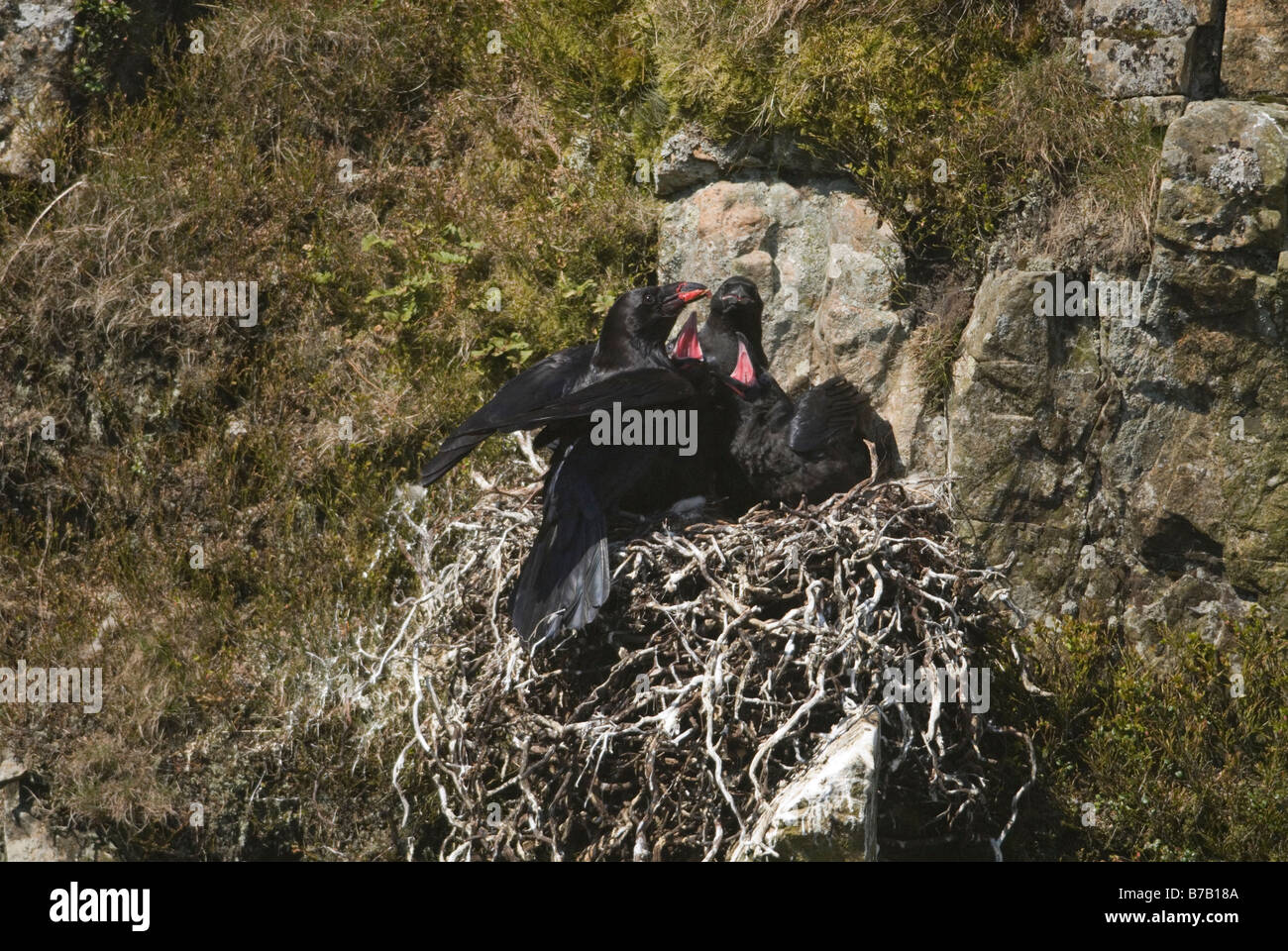 Raven feeding young hi-res stock photography and images - Alamy