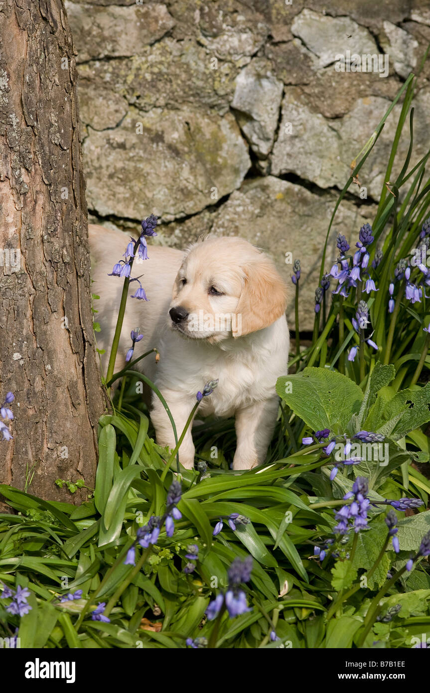 Golden Retriever male puppy 7 weeks old Yorkbeach Sandcastle Alfie ...