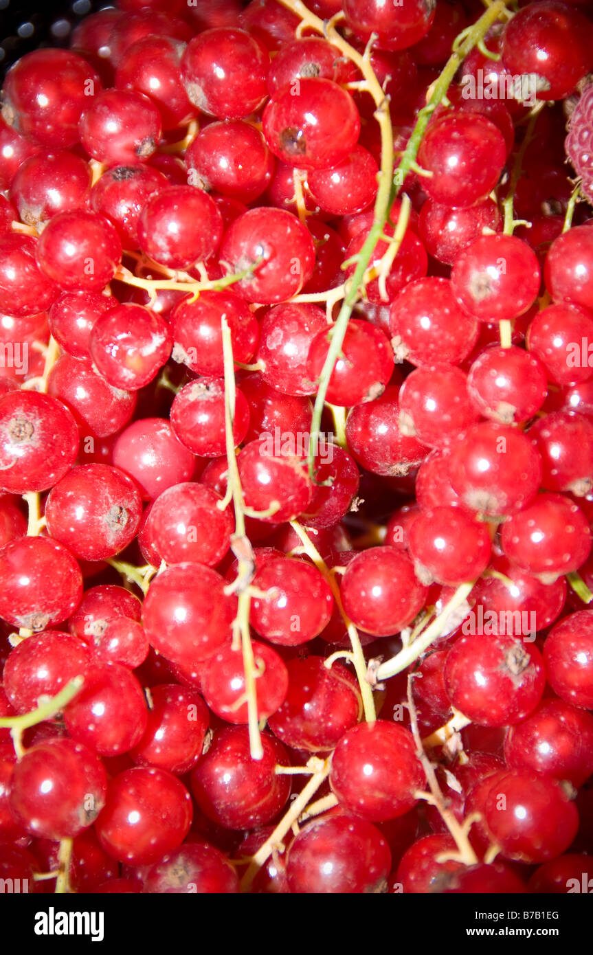 Bunches of red currants hi-res stock photography and images - Alamy