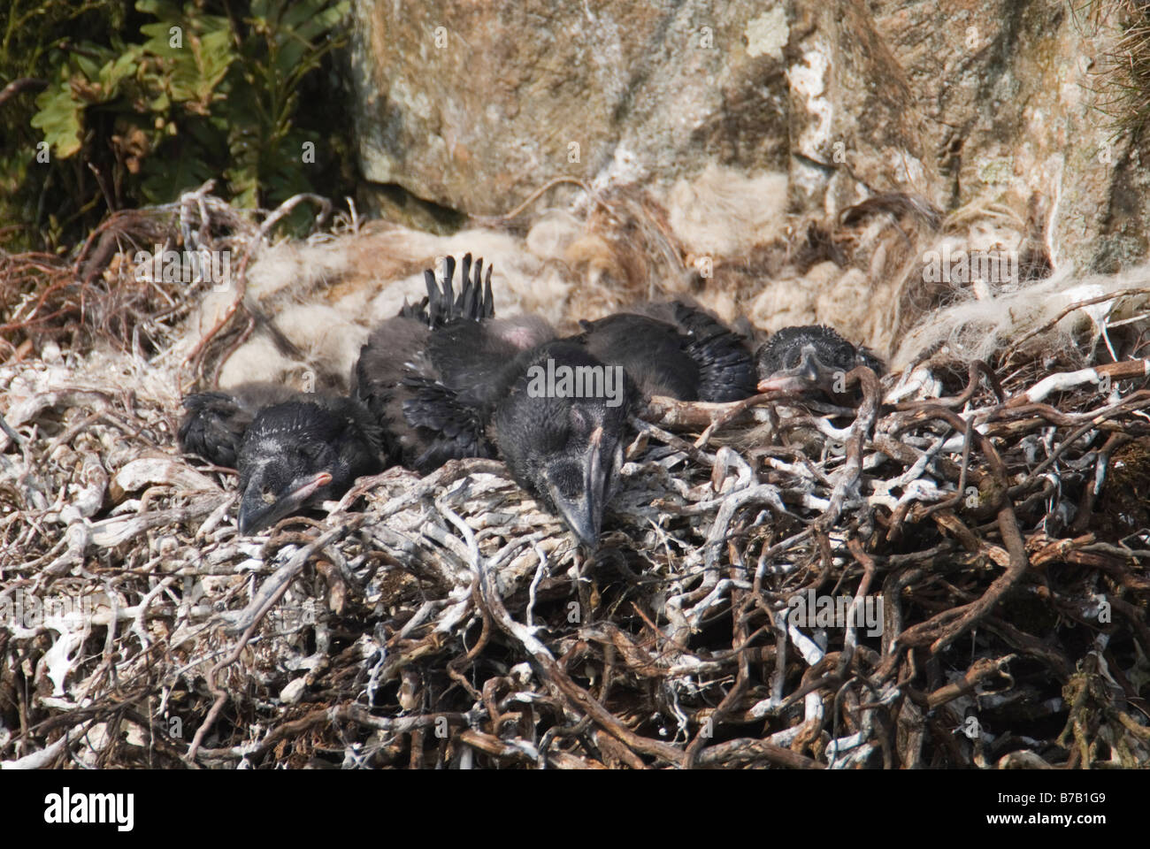 Raven nest hi-res stock photography and images - Alamy