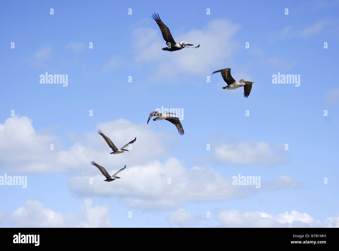 Pelicans in flight hi-res stock photography and images - Alamy