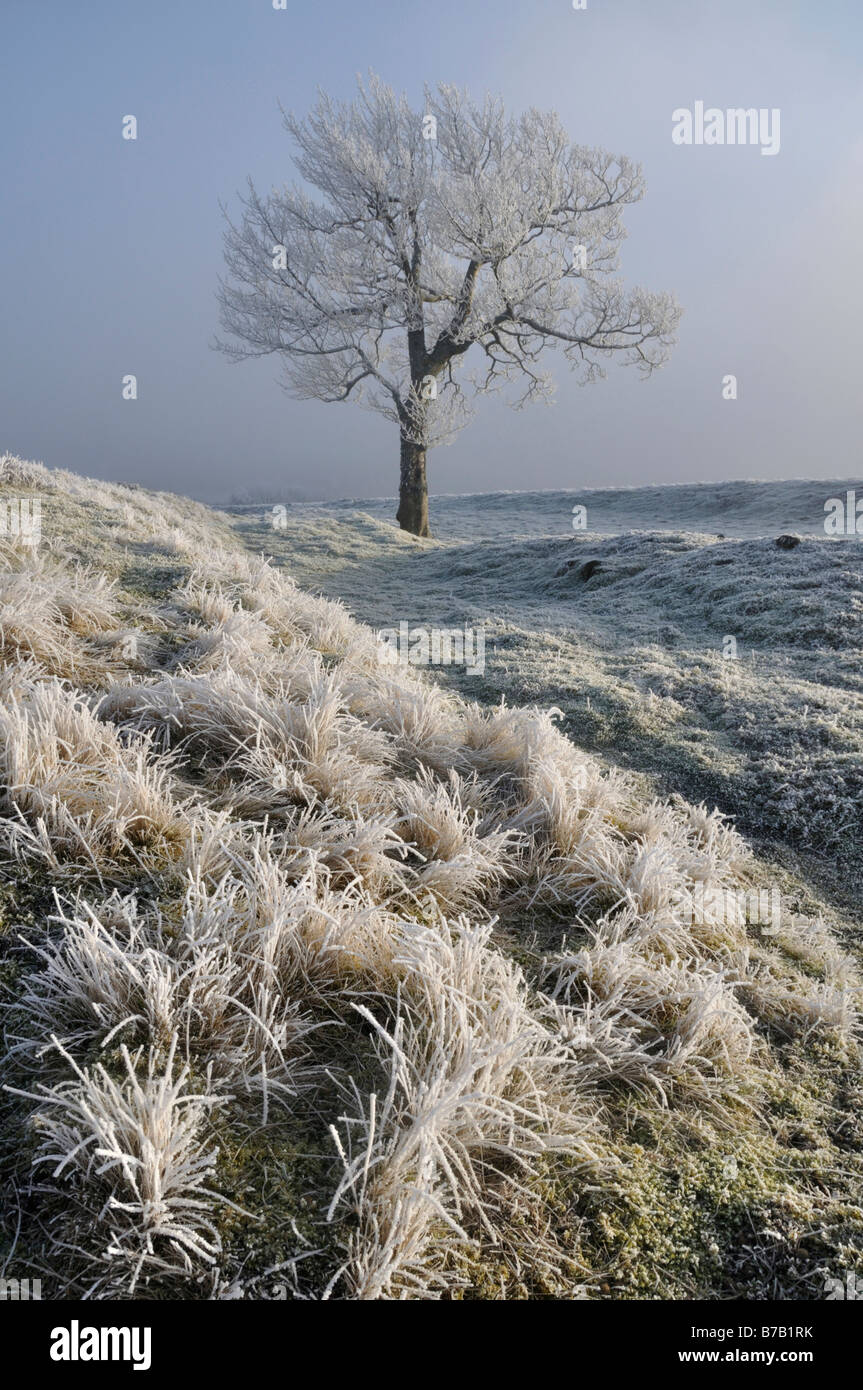 Lone winter tree near Stanhope North Pennines Stock Photo - Alamy
