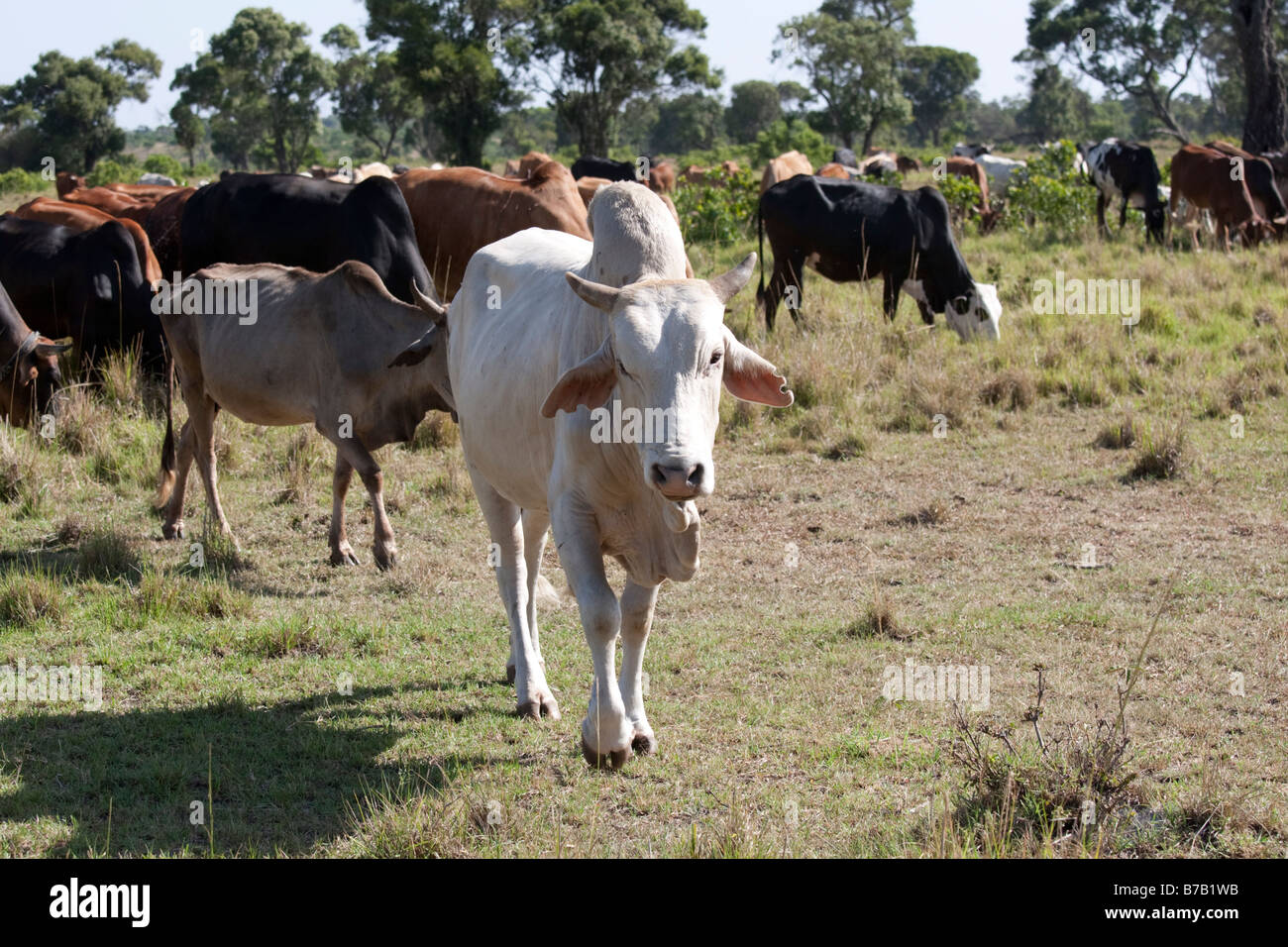 Zebu herd hi-res stock photography and images - Alamy