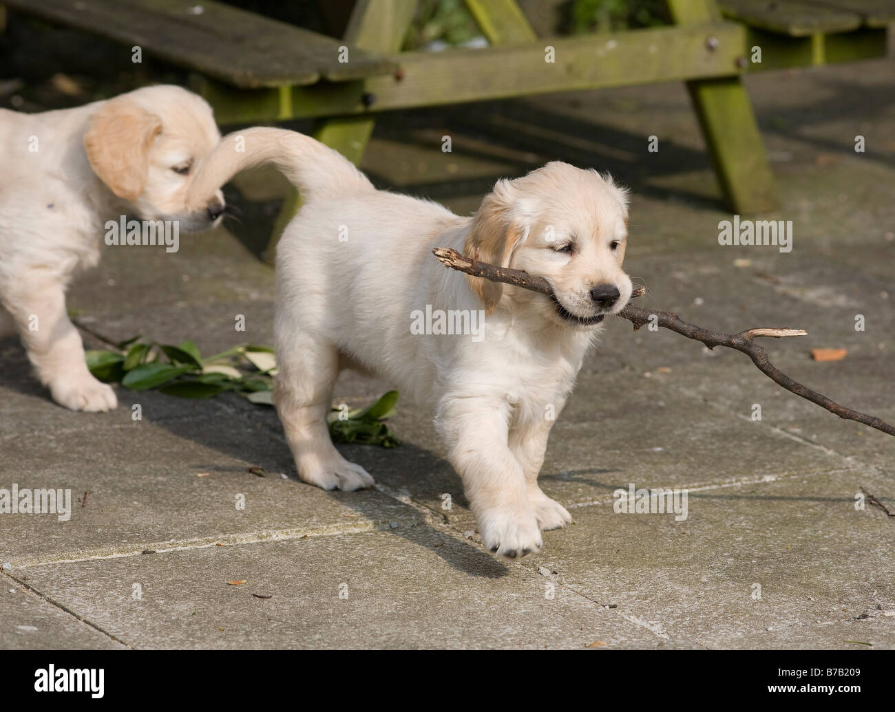 Golden Retriever female puppy 7 weeks old Yorkbeach Sandilocks (Mabel ...