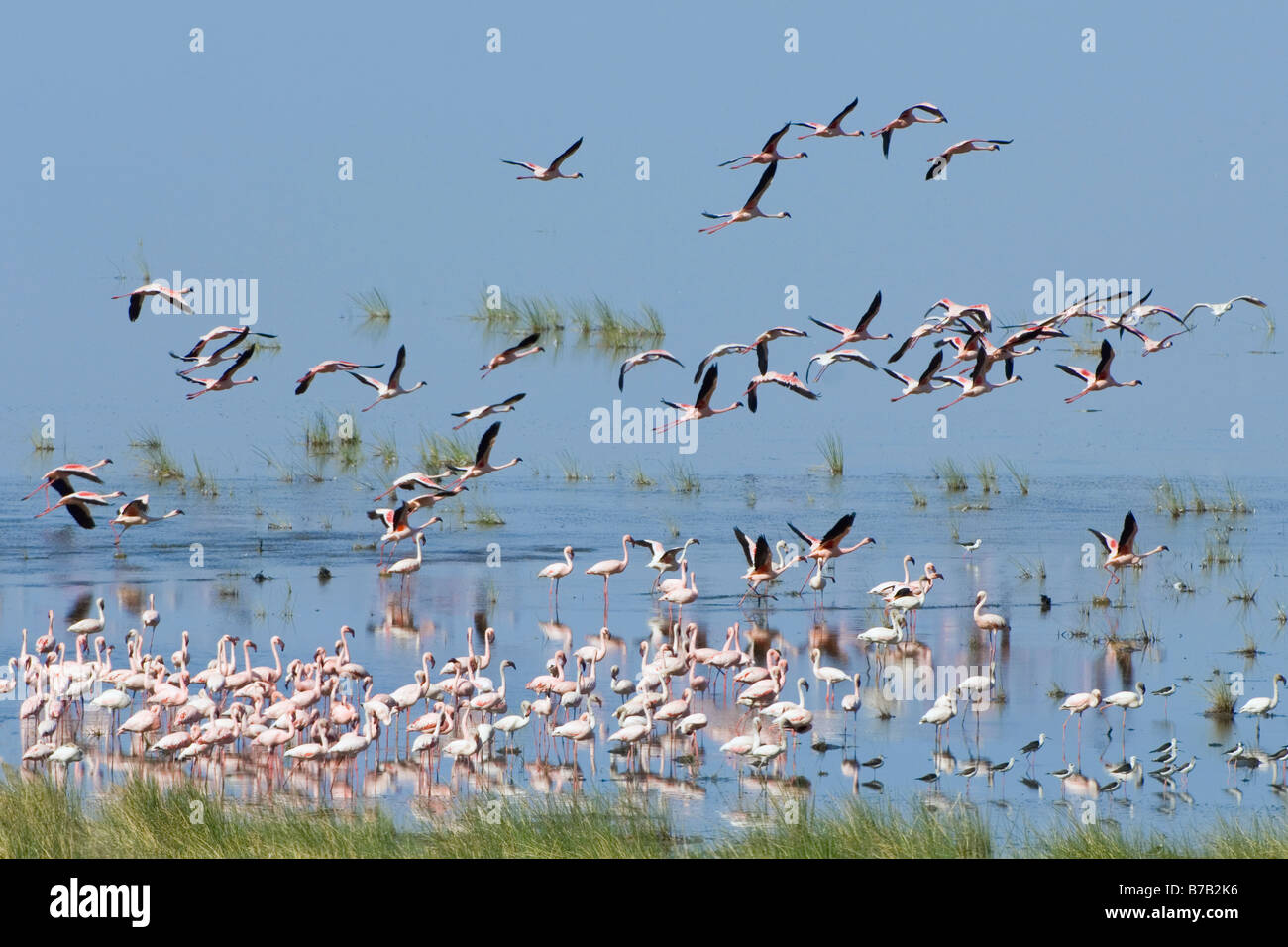 Flock of Lesser Flamingo Phoenicopterus minor Lake Manyara National ...