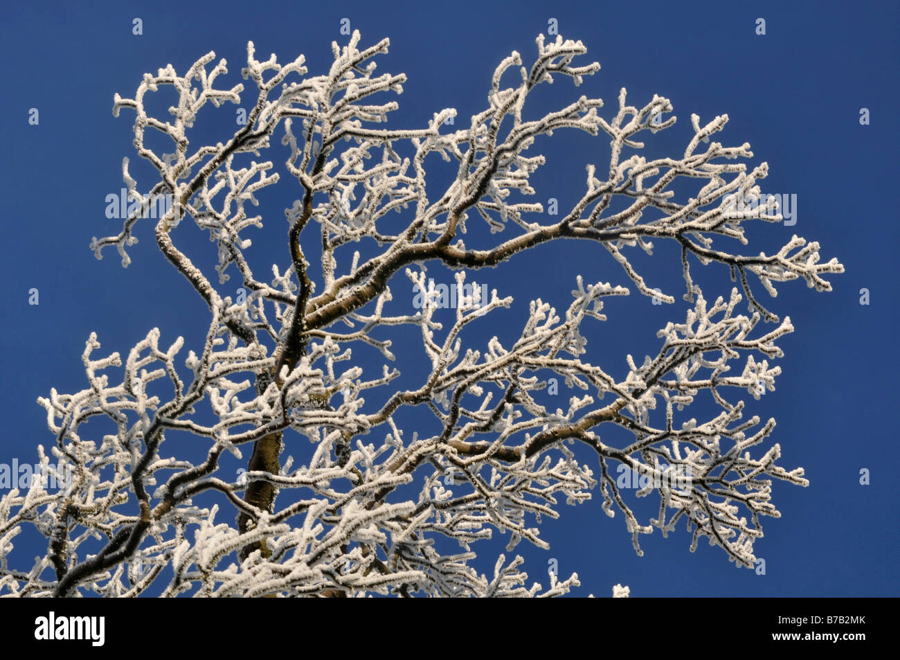 Ice coated tree branches hi-res stock photography and images - Alamy