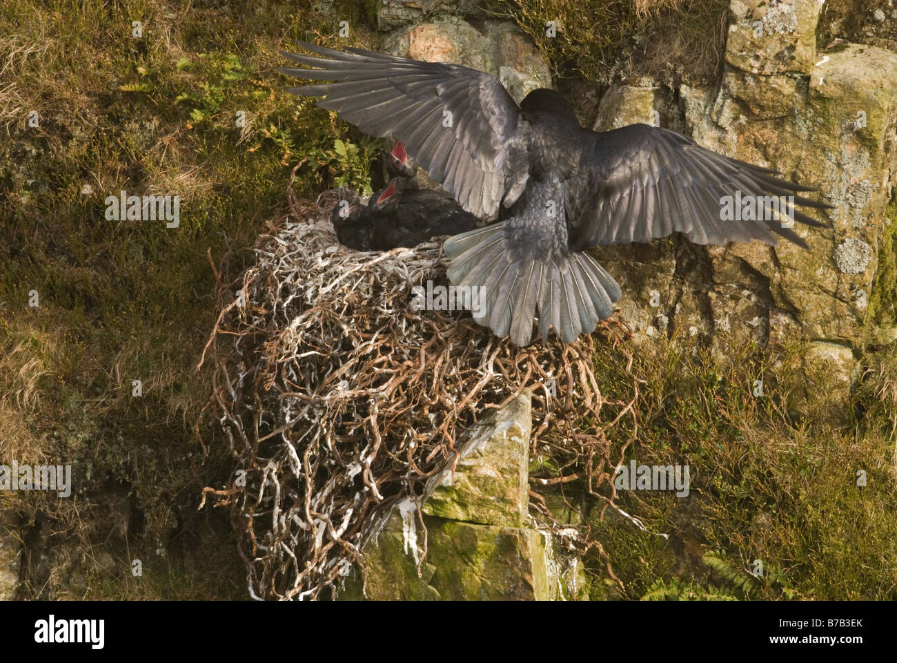 Adult raven Corvus corax flying in to feed chicks Dumfries Galloway ...