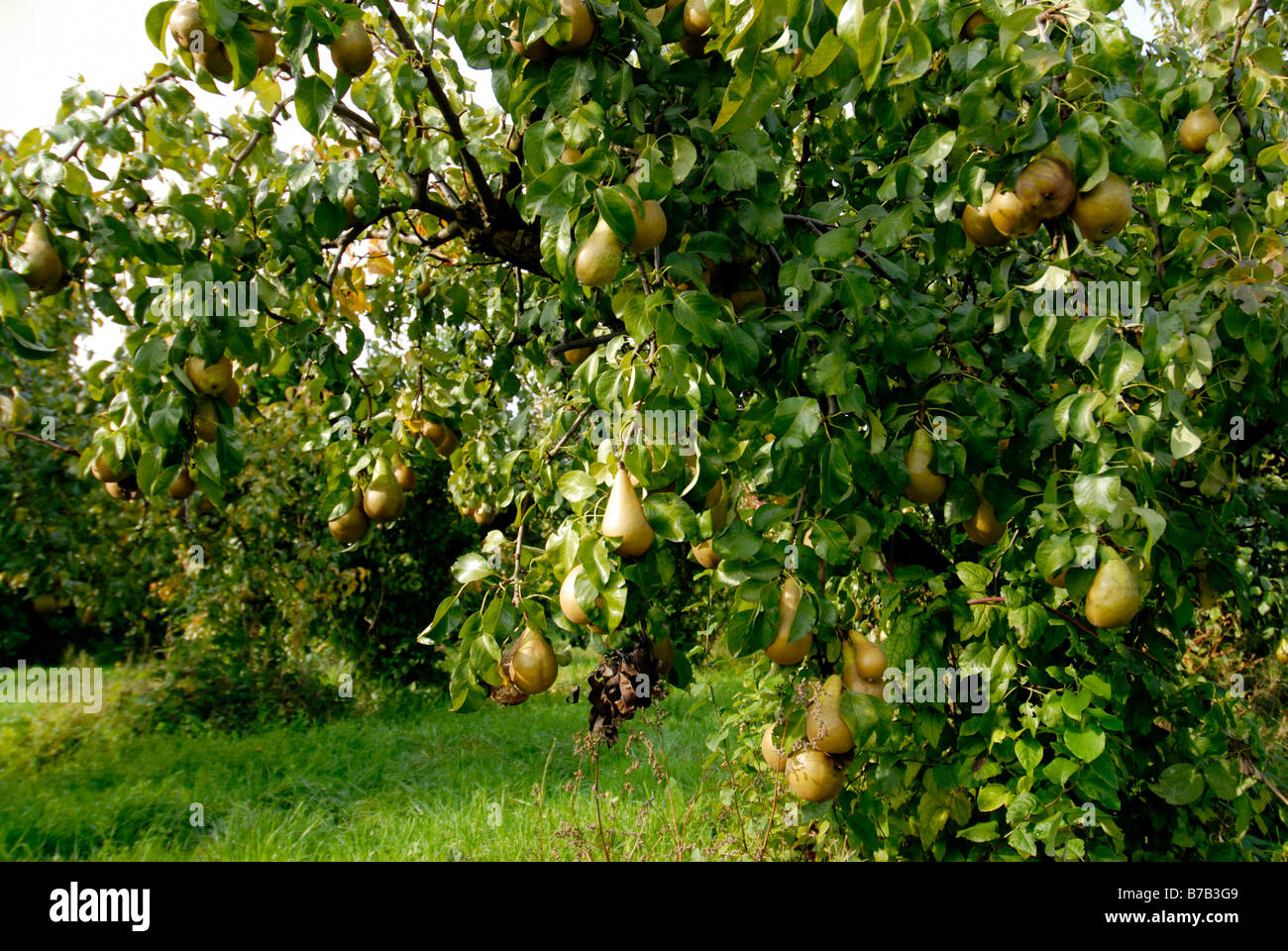 PEARS IN AN ORCHARD IN LONDON COUNTRYSIDE Stock Photo - Alamy