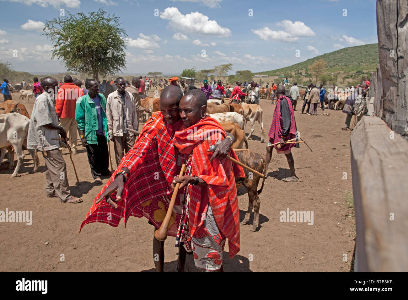 Masai cattle market Aitong Masai Mara North Reserve Kenya Stock Photo ...