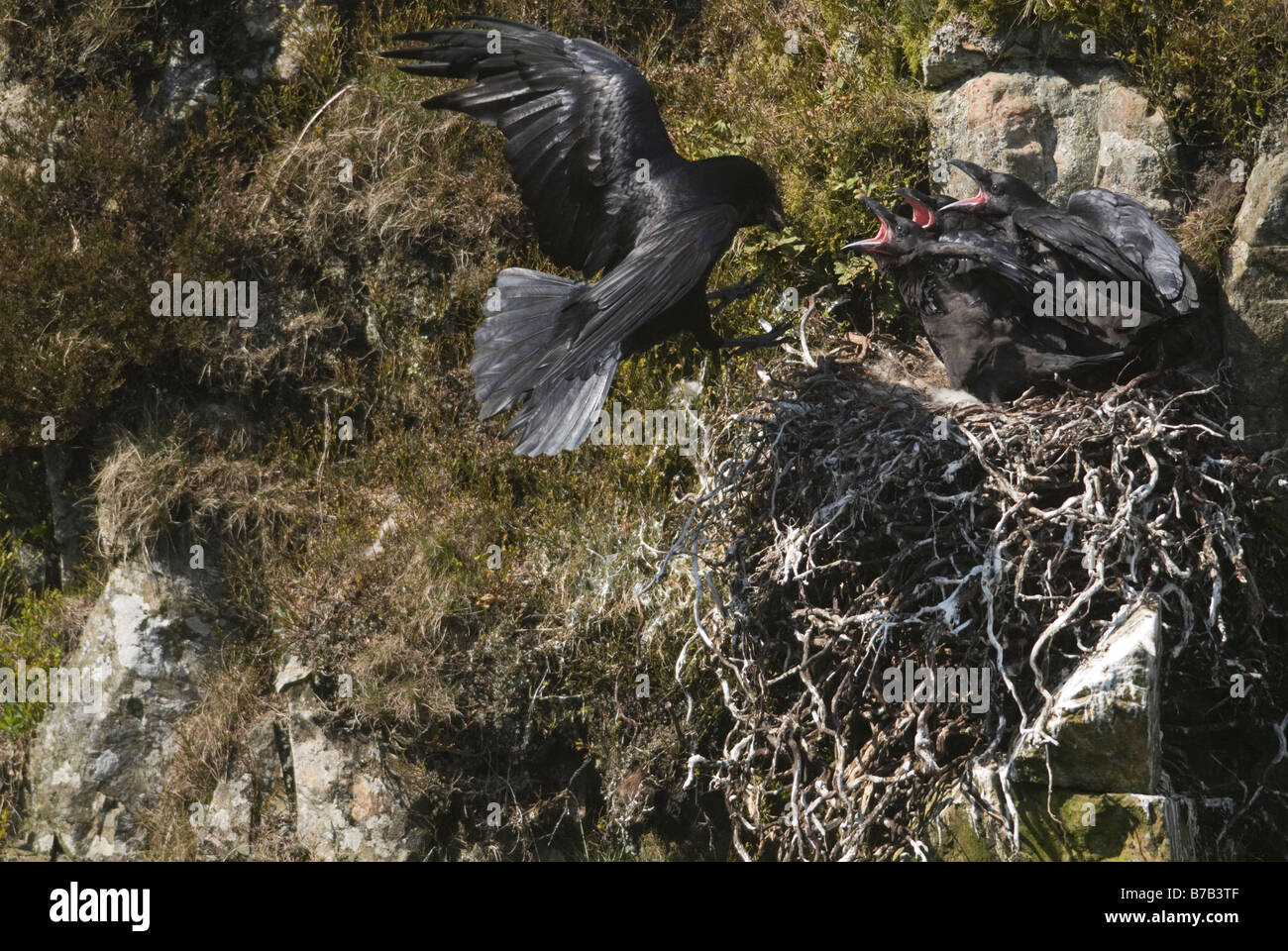Adult raven Corvus corax flying in to nest to feed chicks Dumfries ...